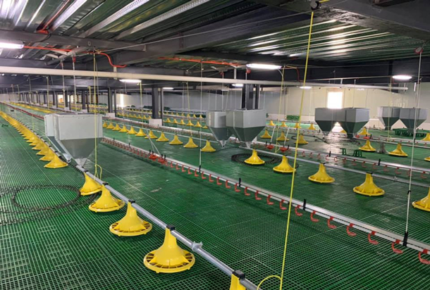 Prefab Steel Structure Two Storey Poultry Farm Broiler House